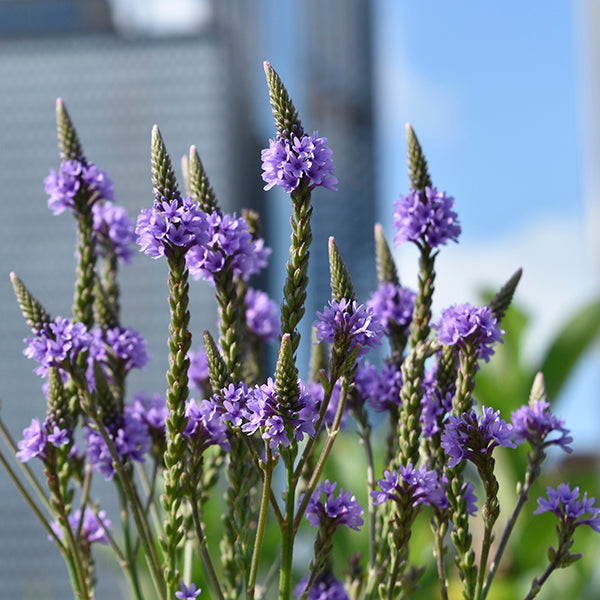 Blue Vervain Tea – www.naturesrealseamoss.com
